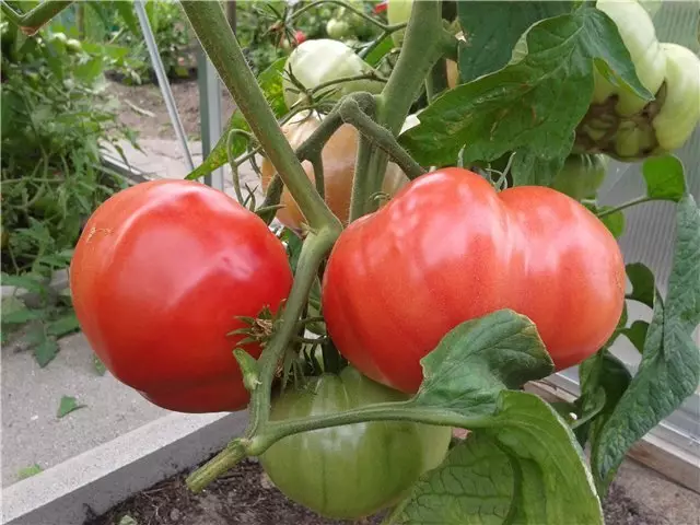 Tomato Nga kích thước F1