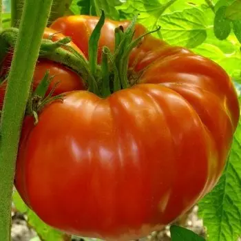 I-Tomato Giant Red