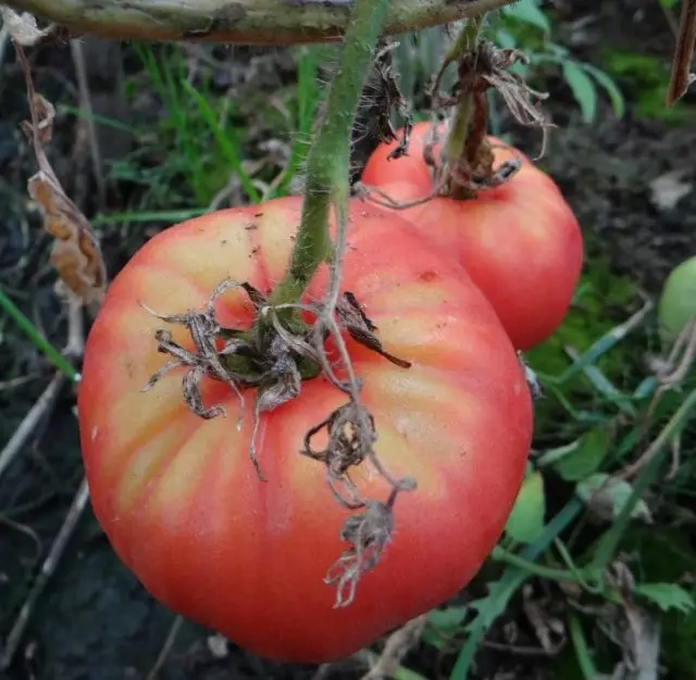 Tomato khổng lồ Rosa.