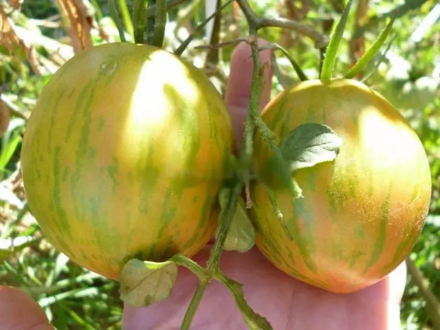 Tomaten gigant Smaragd (Zwerg Smaragd Ries)