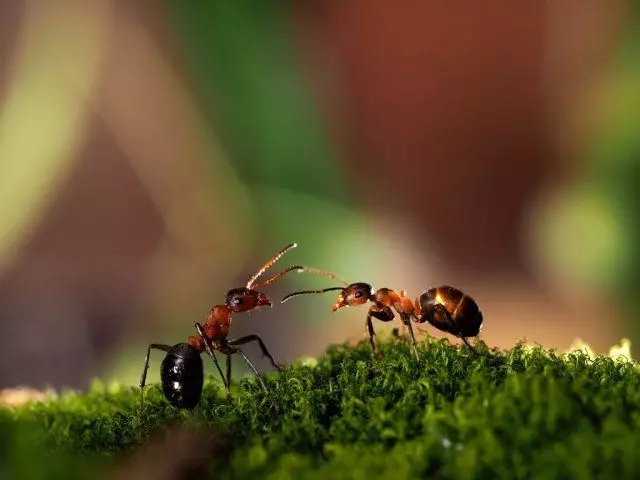 ¡Cómo deshacerse de las hormigas en la trama para siempre!