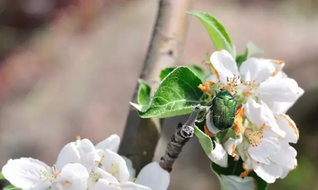 Bronzemouth bir elma ağacının bir çiçeği üzerinde