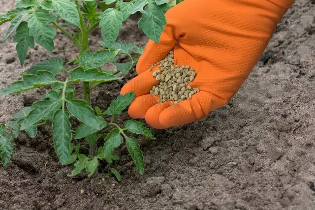 Undercalinking tomatoes granules