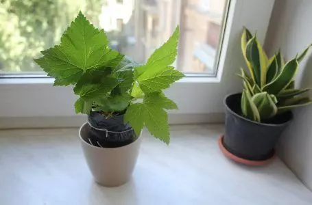 Cómo rootear a los chuletas de las plantas decorativas en Sphagnum: instrucción paso a paso 3791_14