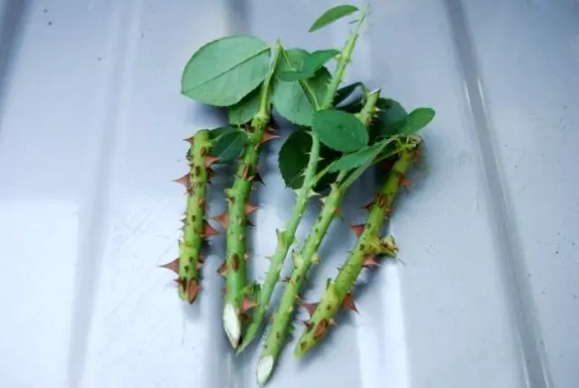 Rose cuttings: