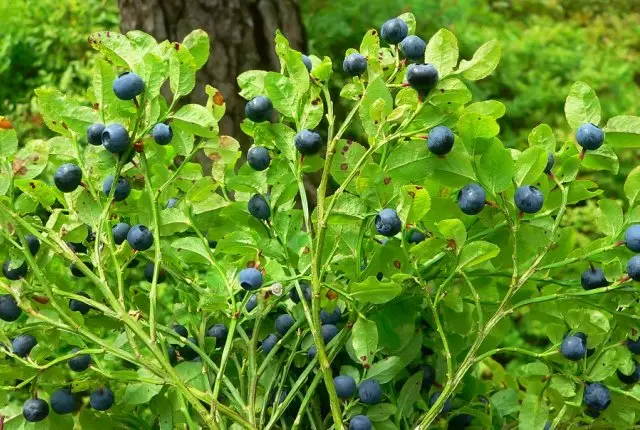 Blueberry is handig voor het zicht