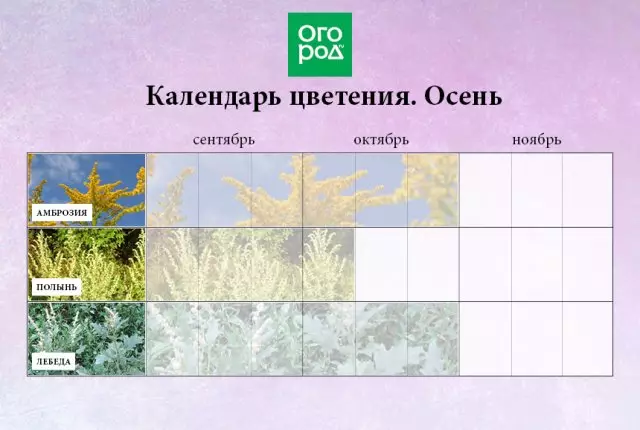 Allergia kalender sügis