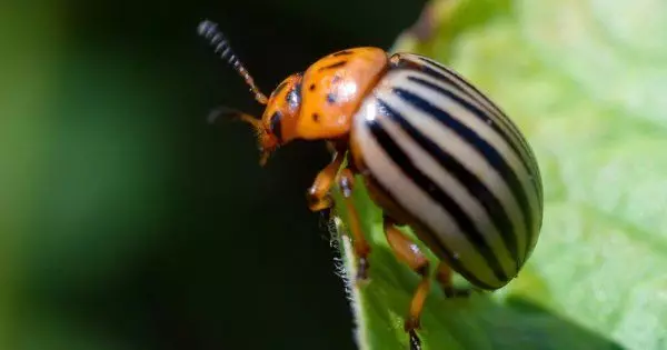 Colorado Beetle - Bli kvitt ikke lett, men mulig