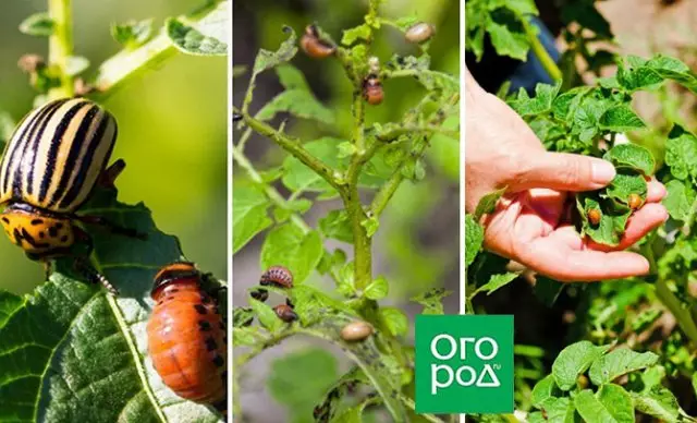 What to treat potatoes from the Colorado beetle