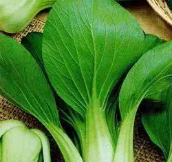 Pak-Choi Kras East