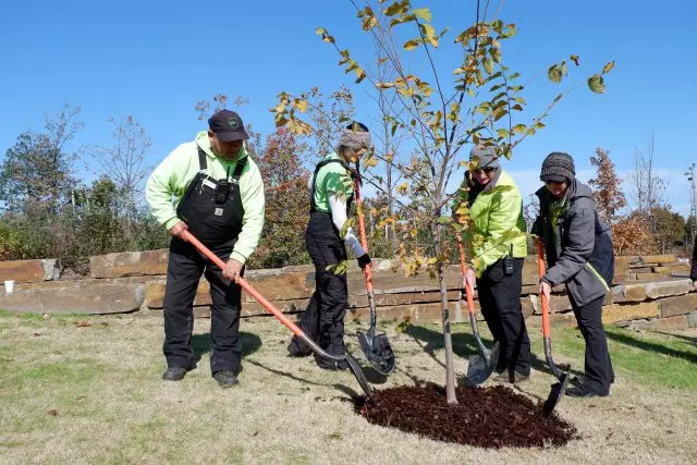 Træplantning