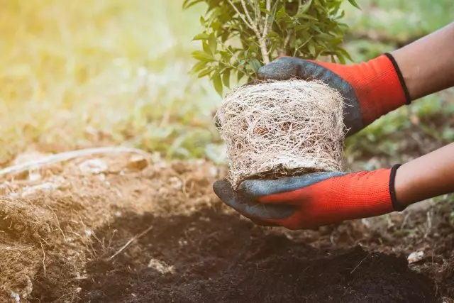 Plant forberedelse til landing