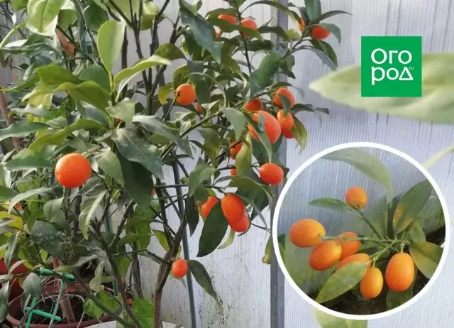 Kumquat