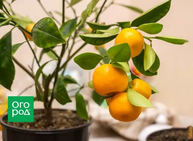 Citrus sau qoob. Kalamondin