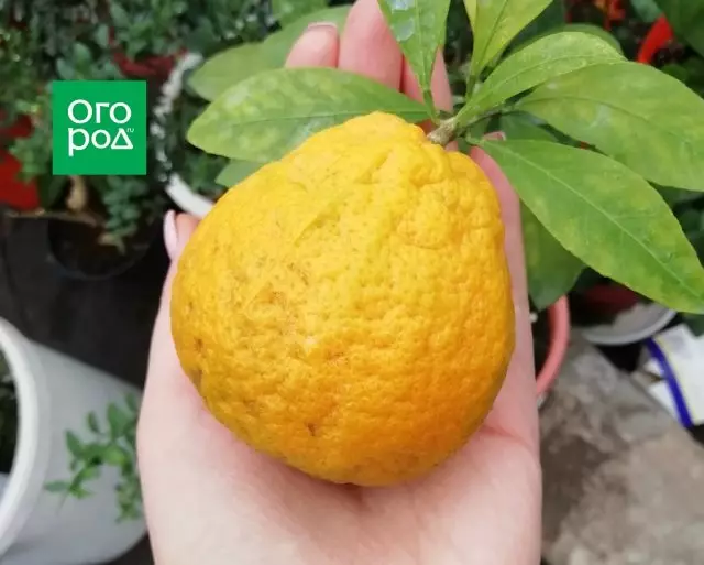 Citrus sau qoob. Lus txib