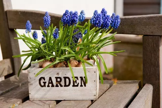 Muscari, Mouse Hyacinth