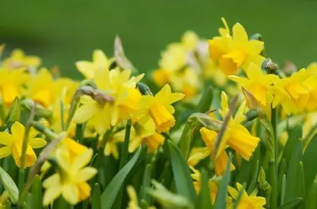 11 неймовірно красивих квітів для весняного контейнерного саду 3834_15