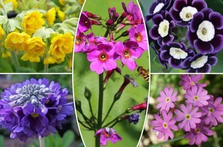 11 couleurs incroyablement belles pour jardin de conteneurs à ressort 3834_23