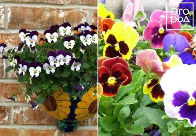 வயலட் டிரிகோலர், Pansies, Viola.