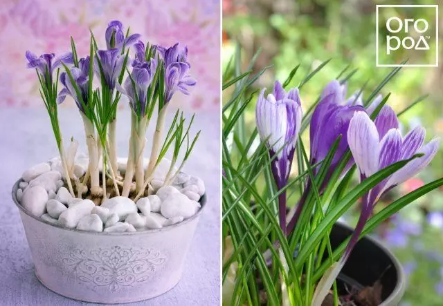 crocuses ในภาชนะบรรจุ