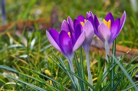 11 неймовірно красивих квітів для весняного контейнерного саду 3834_6