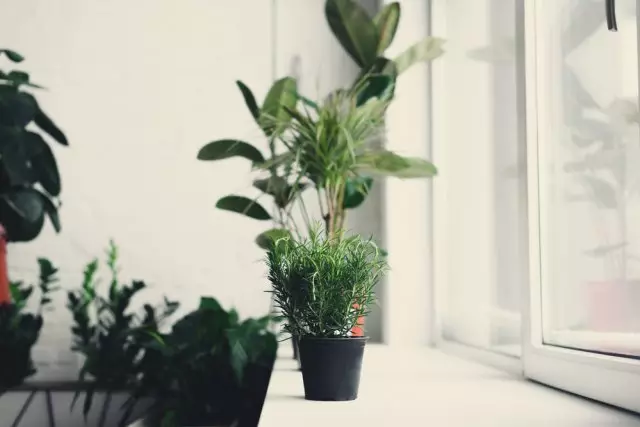 Гулҳои дарунӣ дар Windowsill