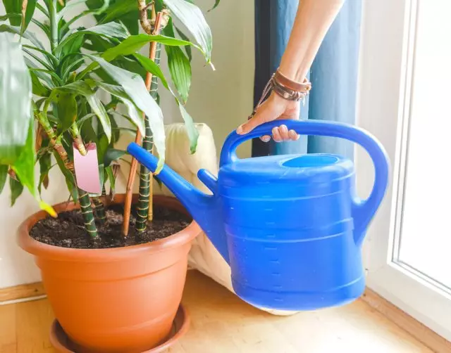 Watering plants in winter