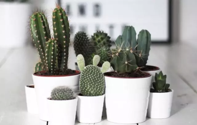 Cacti