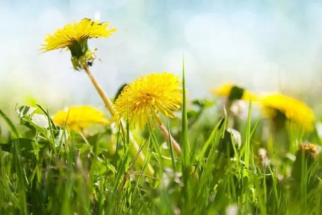 Dandelions