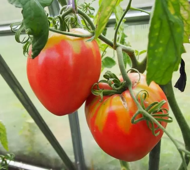 2020年のトマトの最高の種類：編集の選択