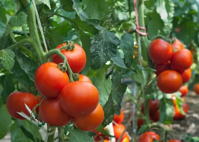 Odrody alebo hybridy - Čo je vhodné pre vás, a ako si vybrať paradajkové semená pre vašu oblasť