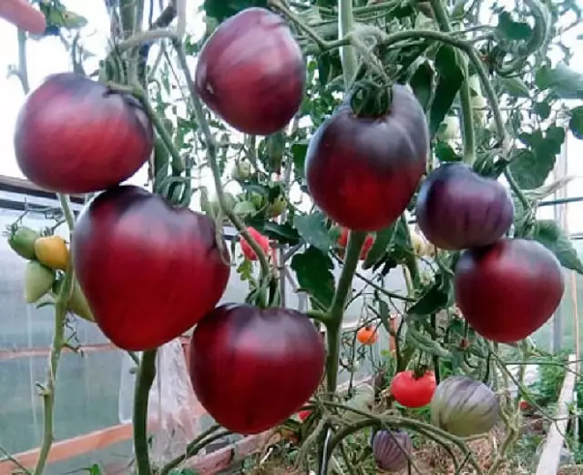 Najboljše sorte paradižnika za vse