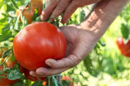 Etu esi ahọpụta 5 iche iche tomato, nke zuru oke maka ihe niile 3878_16