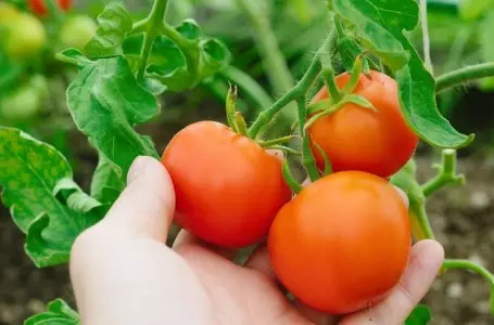 5 가지 종류의 토마토를 선택하는 방법은 모든 것에 충분합니다. 3878_5