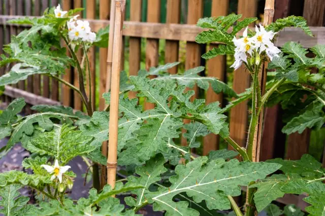 How to grow a tomato lychee in the middle lane