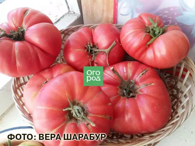 Tomato mavokely