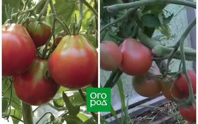 Roze tomaten