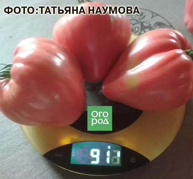 Tomato mavokely