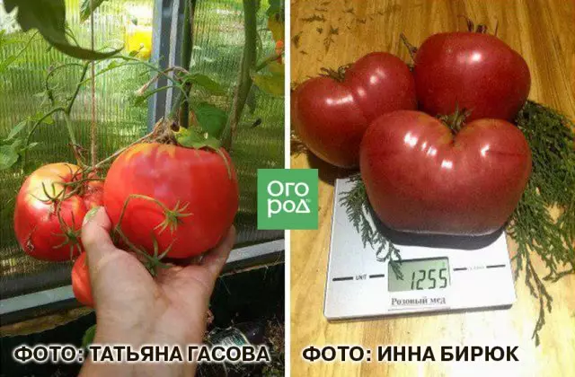 Tomato mavokely