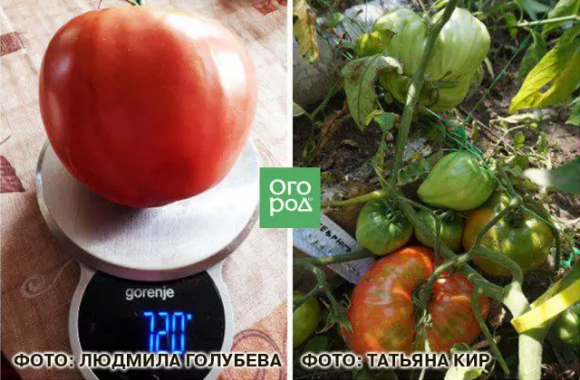 Tomato mavokely