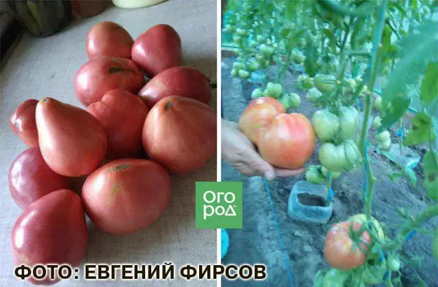 Tomates rosados