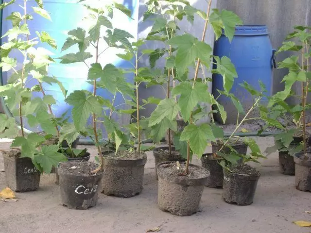 Хаалттай үндэс систем бүхий saplings