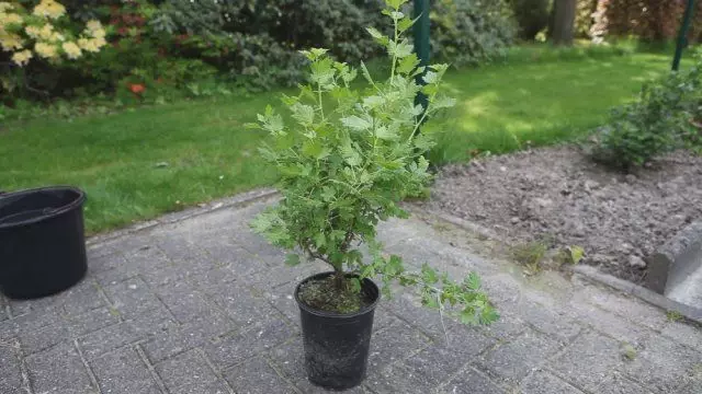 Gojberry Sapling.