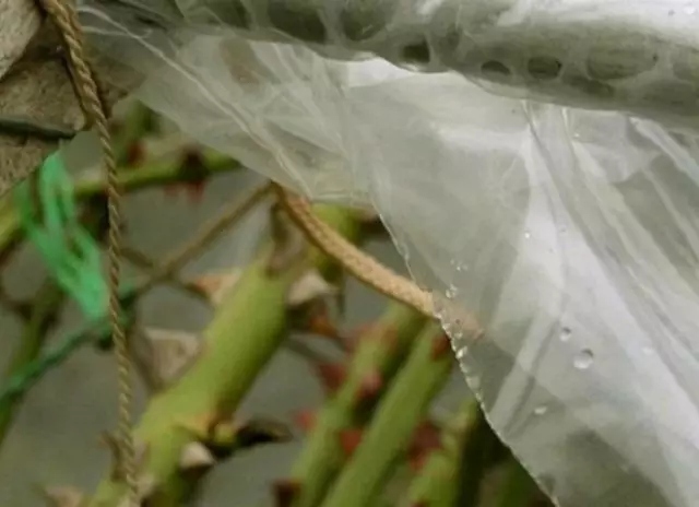 Come prendersi cura delle rose in primavera