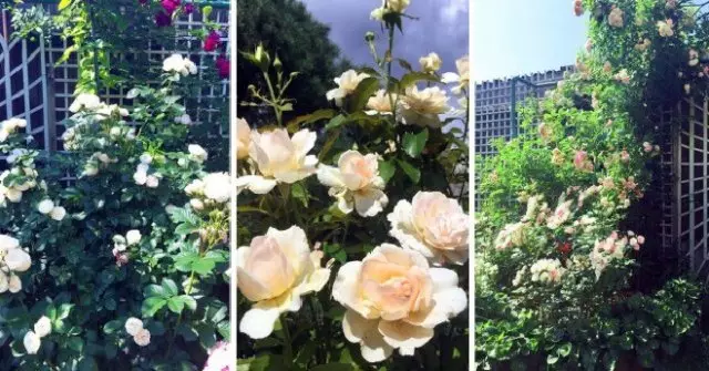 Come prendersi cura delle rose in primavera