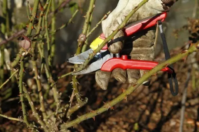 Come prendersi cura delle rose in primavera