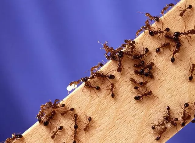 skruzdėlės