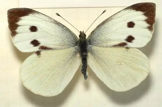 метелик капустница