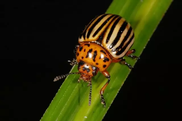 科羅拉多甲蟲
