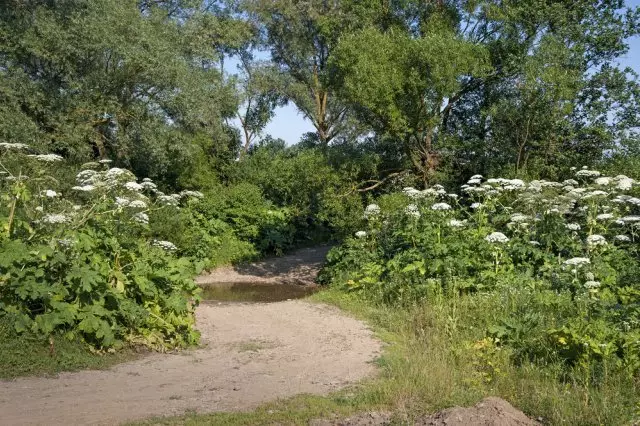 Thickets Borschevik.